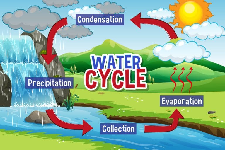 Water Cycle - A Diagram Of Water Cycle with Detailed Explanations ...