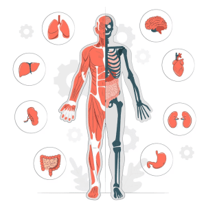 What are the 78 Organs In The Human Body- List of Organs | Knowledge Glow