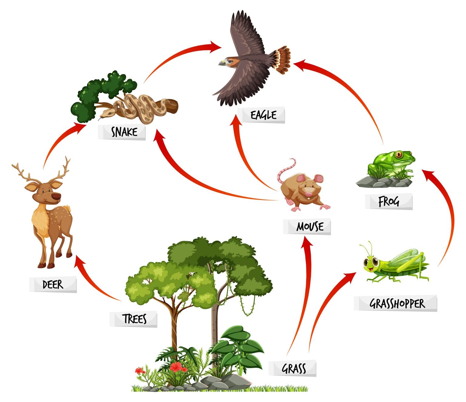 Food Chain: Types, Examples, Definition & FAQs | Knowledge Glow