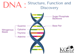 What Is DNA?- Meaning, DNA Types, Structure and Functions